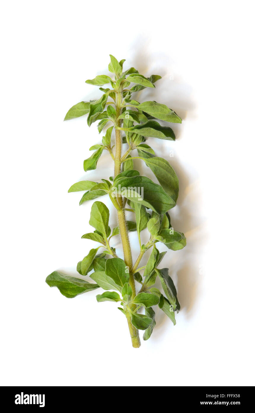 Fresh green sprig of Oregano on a white background Stock Photo - Alamy