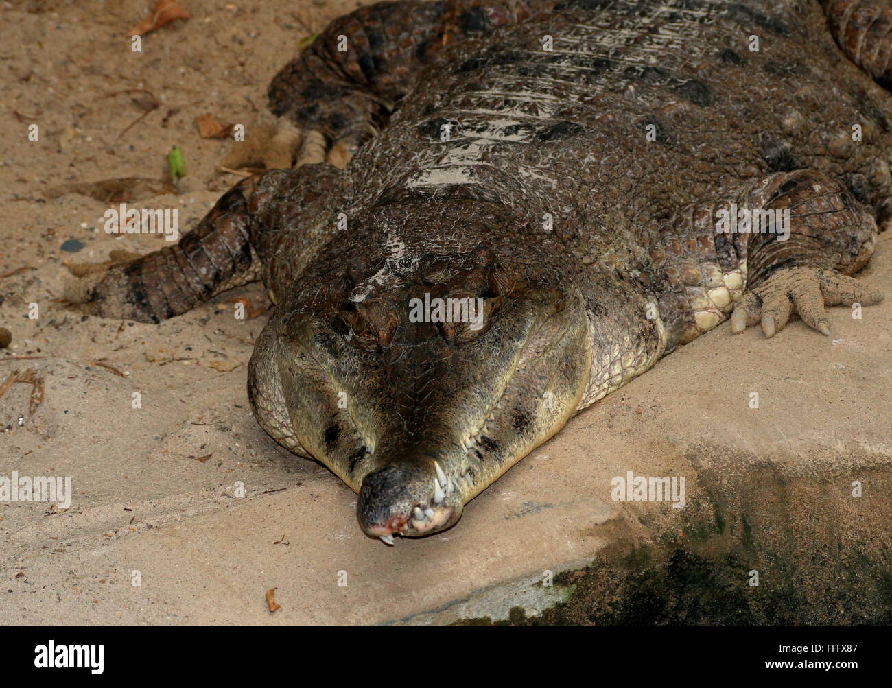 West African Slender snouted crocodile (Mecistops cataphractus) close ...