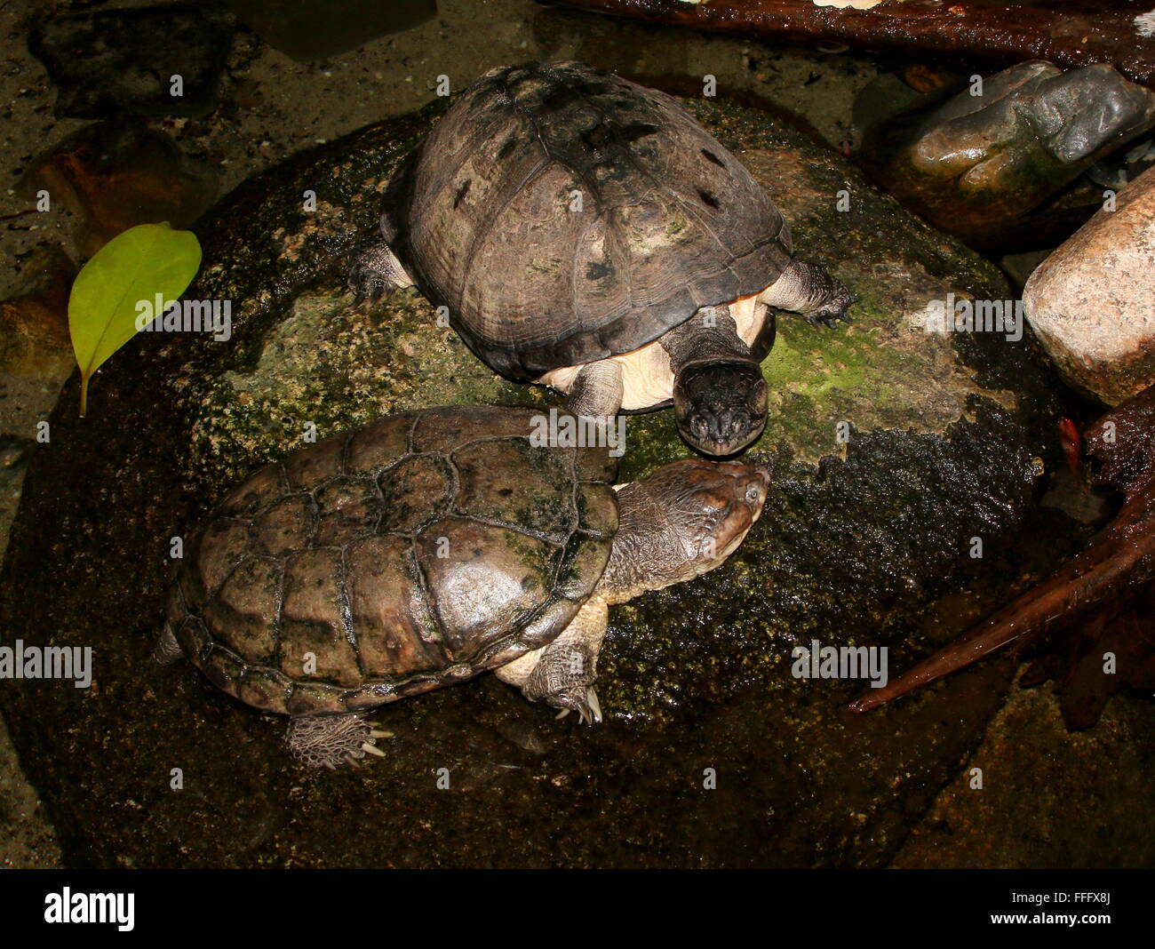 In front an African helmeted turtle (Pelomedusa subrufa), in back a ...