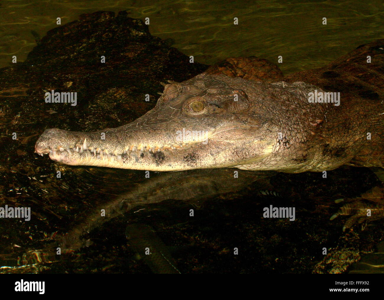 African Slender snouted crocodile (Mecistops cataphractus) close-up of ...