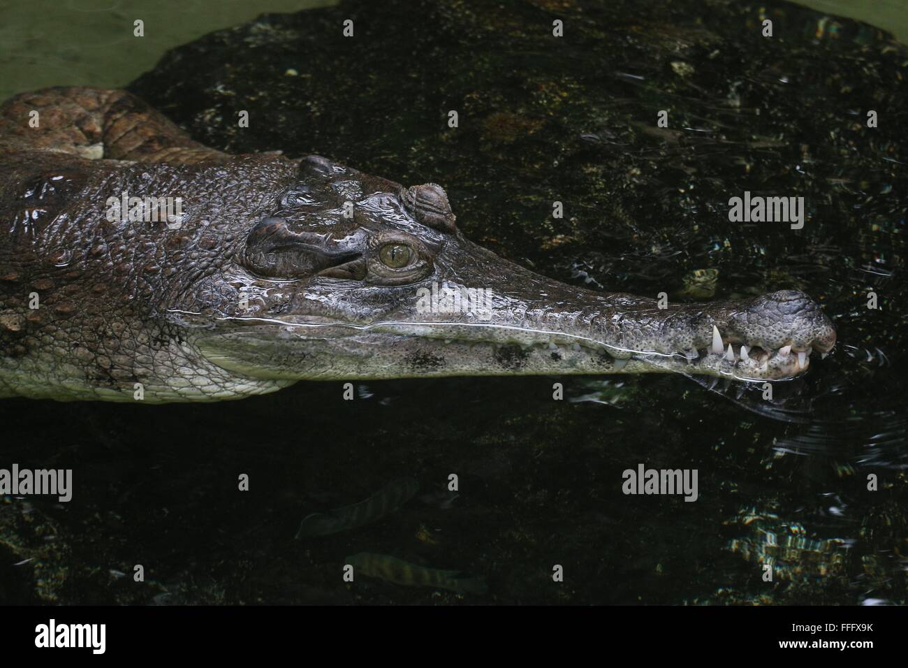 Swimming West African Slender snouted crocodile (Mecistops cataphractus ...
