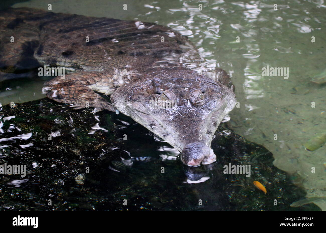 African Slender snouted crocodile (Mecistops cataphractus) close-up of ...