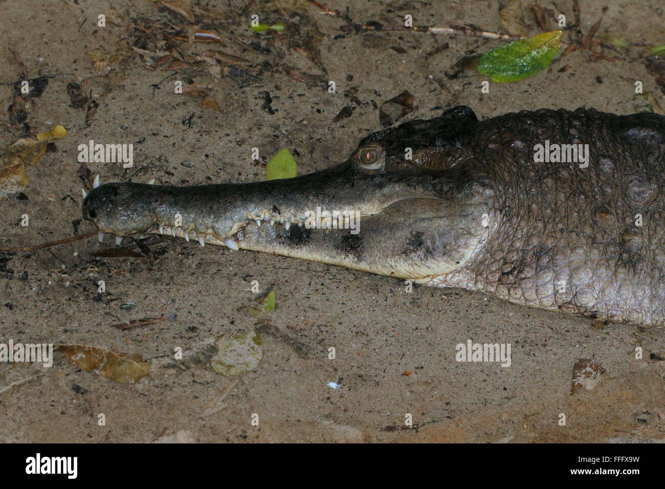 African Slender snouted crocodile (Mecistops cataphractus) on land ...