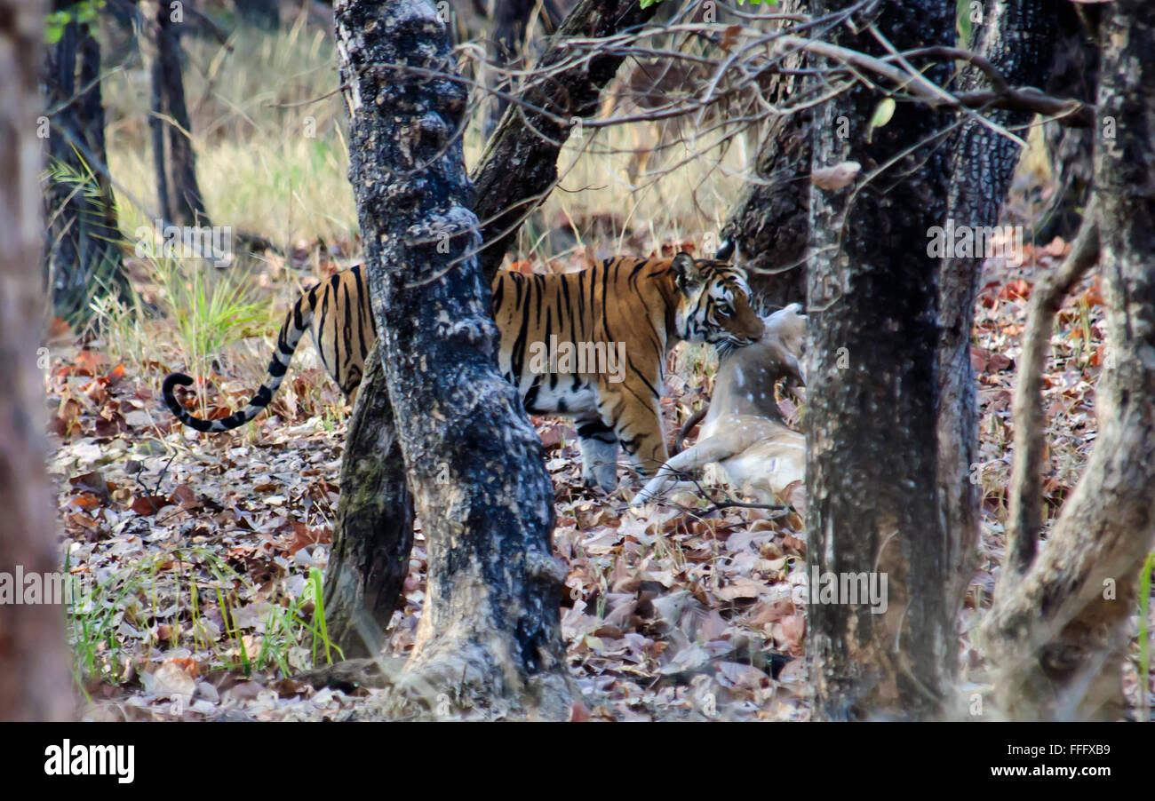 Tiger kill hi-res stock photography and images - Alamy