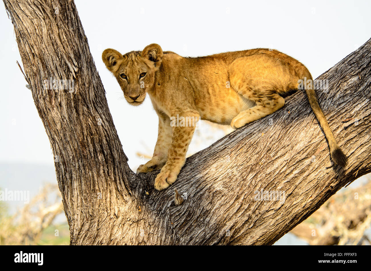 Young lion hi-res stock photography and images - Alamy