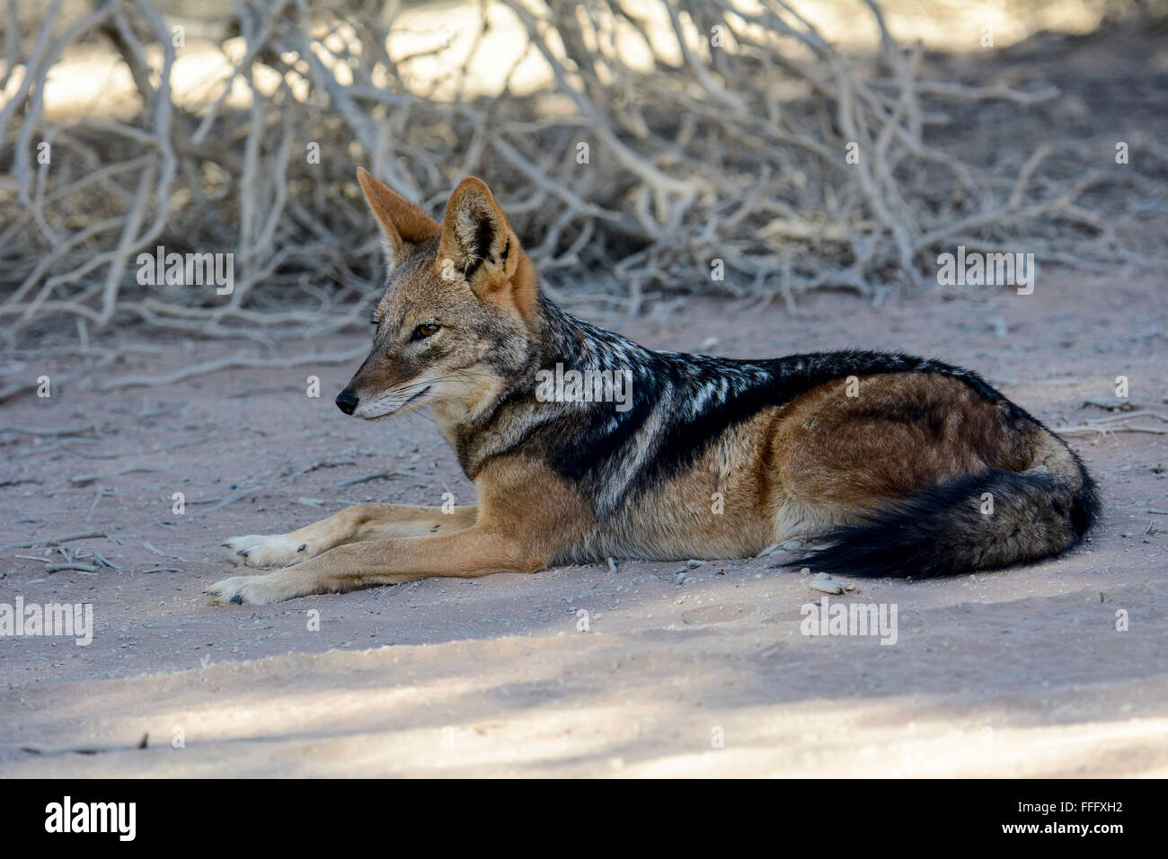 Black backed Jackal resting Stock Photo - Alamy