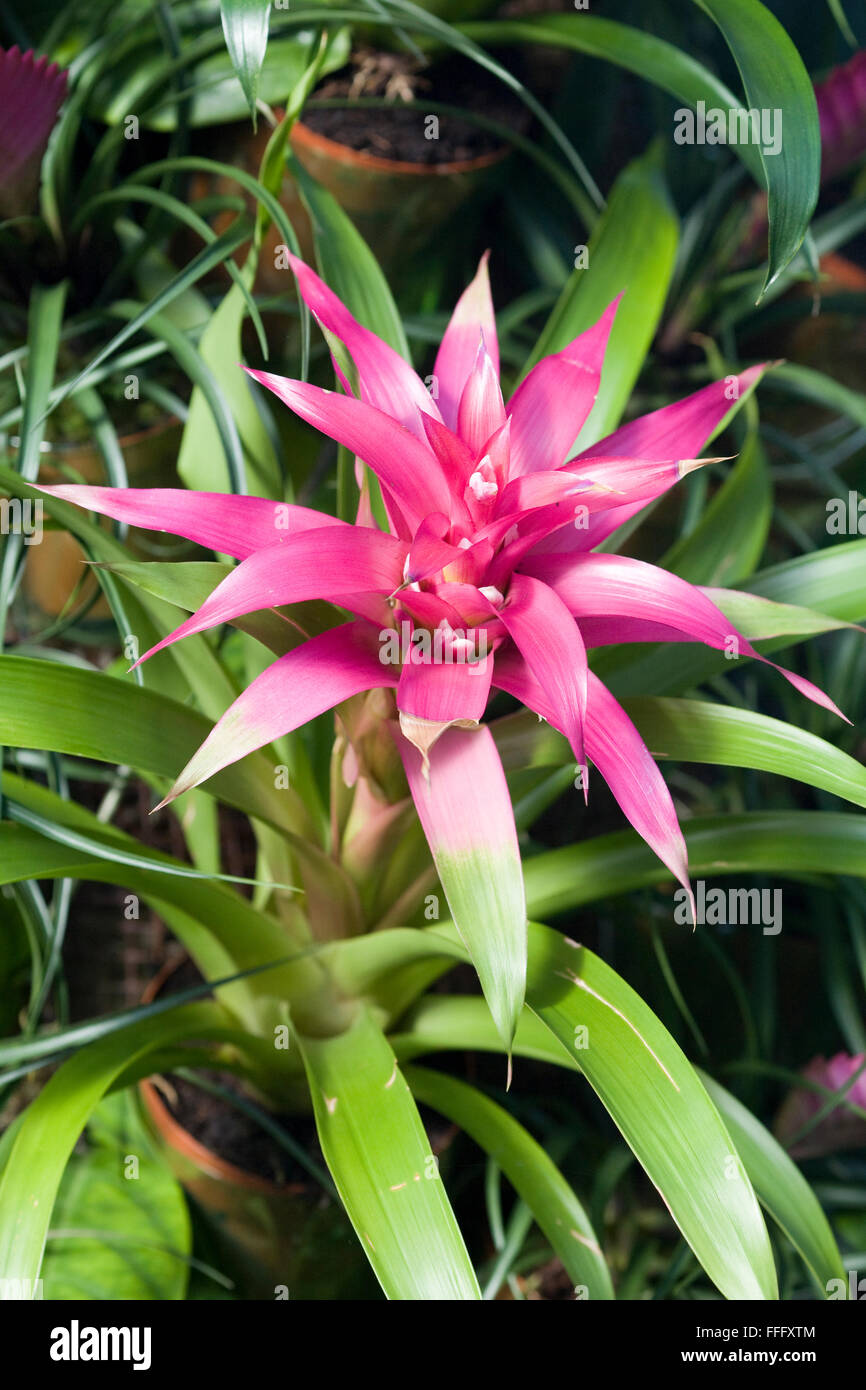 Beautiful Tropical Rainforest Flowers