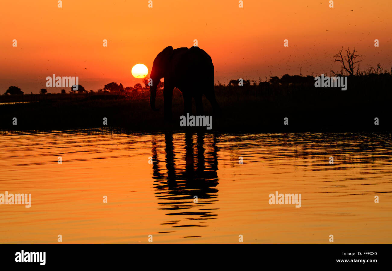Sunset elephant hi-res stock photography and images - Alamy