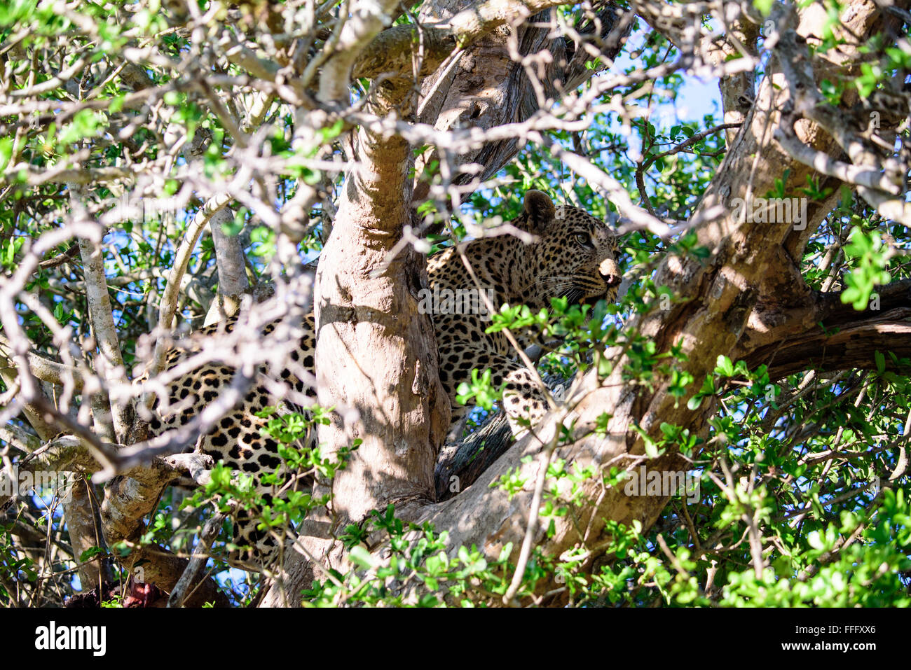 Leopard hiding hi-res stock photography and images - Alamy