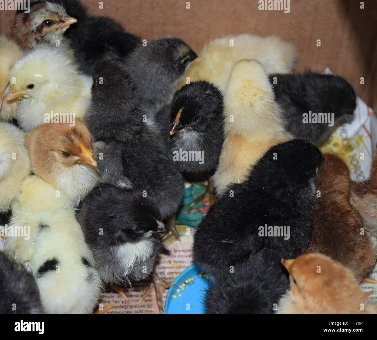 Poultry litter hi-res stock photography and images - Alamy