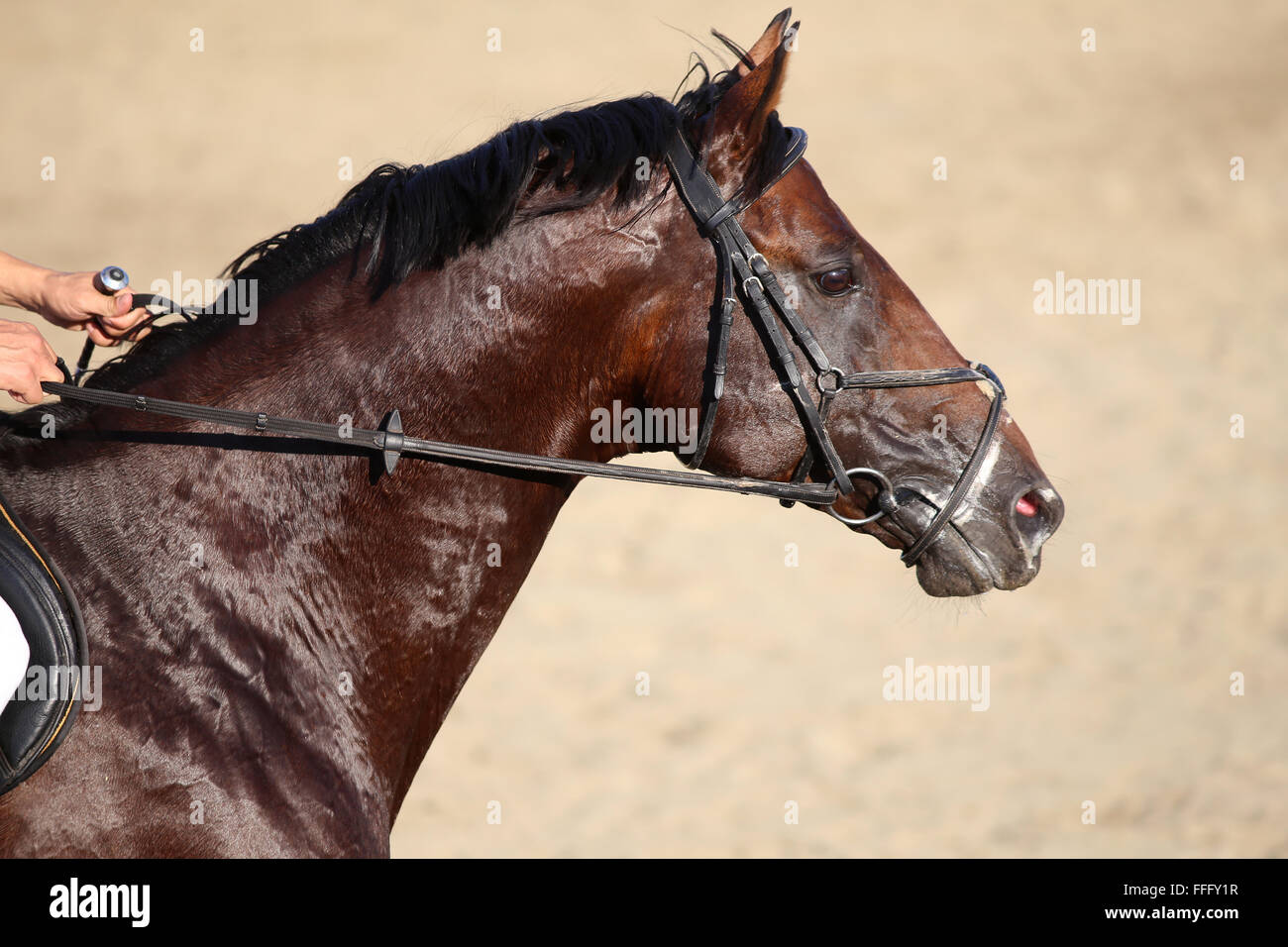 Face of a purebred racehorse with beautiful trappings under saddle ...