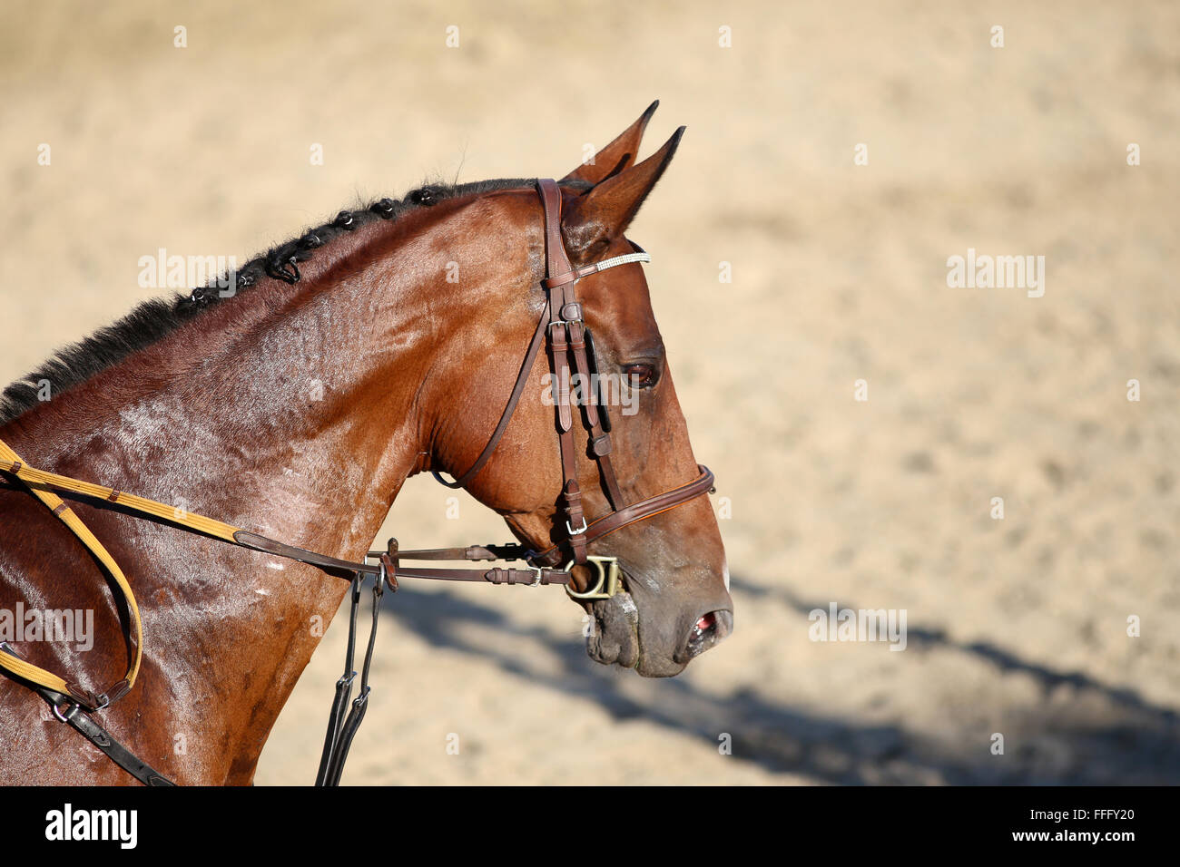 Face of a purebred racehorse with beautiful trappings under saddle ...