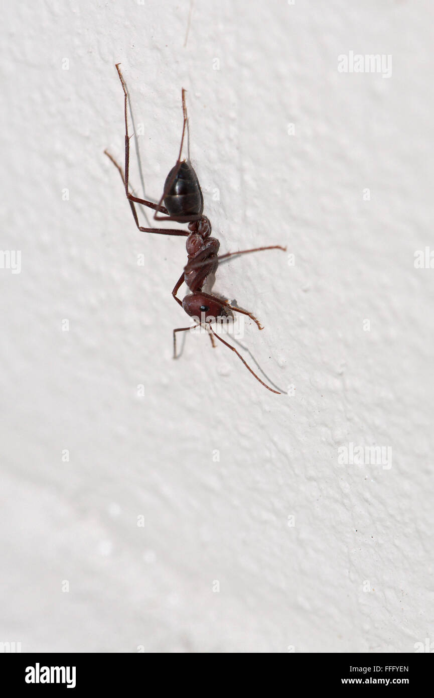 a Desert Ant Stock Photo - Alamy