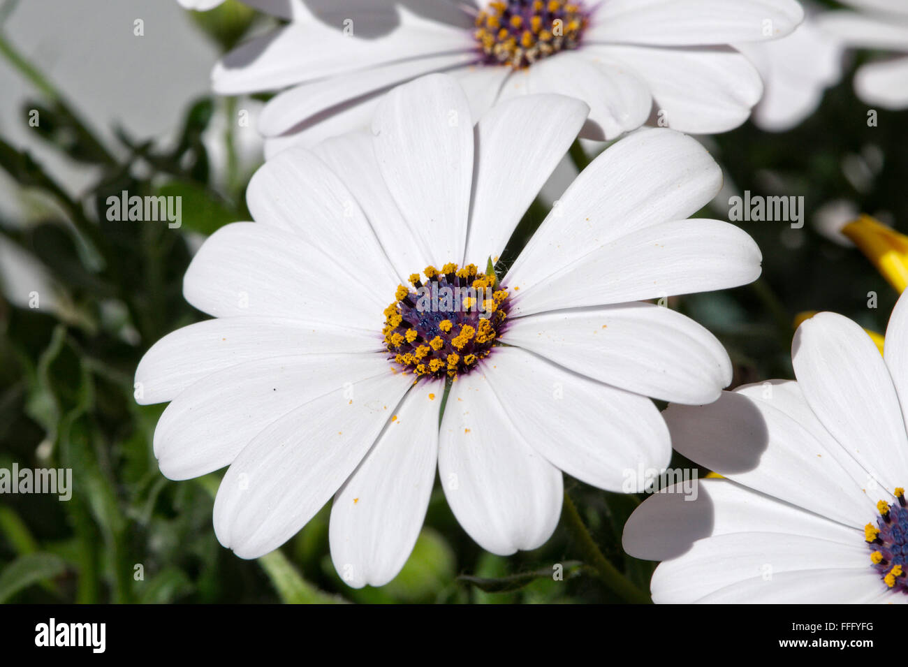 Leucanthemum blossom hi-res stock photography and images - Alamy