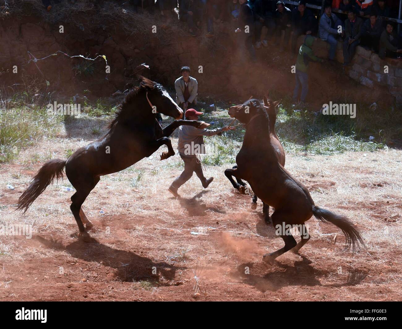 Xundian, China's Yunnan Province. 13th Feb, 2016. Horses fight during a ...