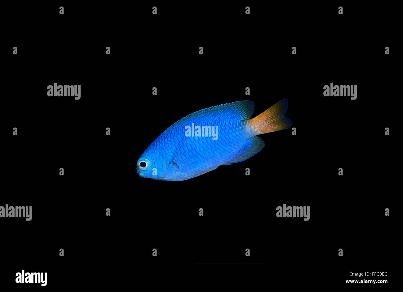 Jan. 31, 2016 - Neon damselfish, Blue damsel or Common blue damsel ...
