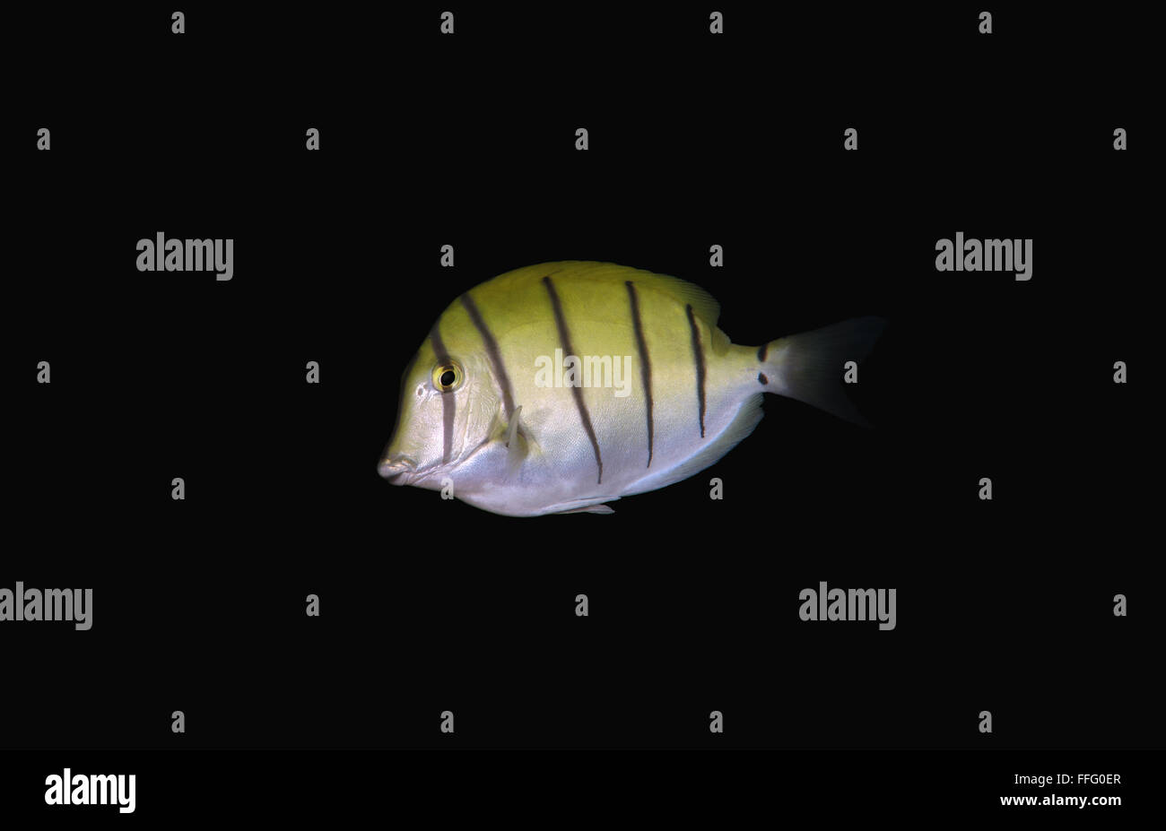 Sangrador carcelario hi-res stock photography and images - Alamy