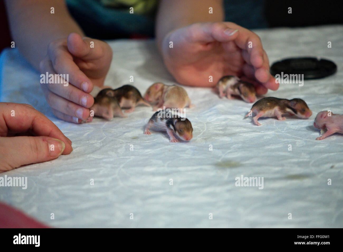 a few Days old Throw of Golden Hamster Stock Photo - Alamy