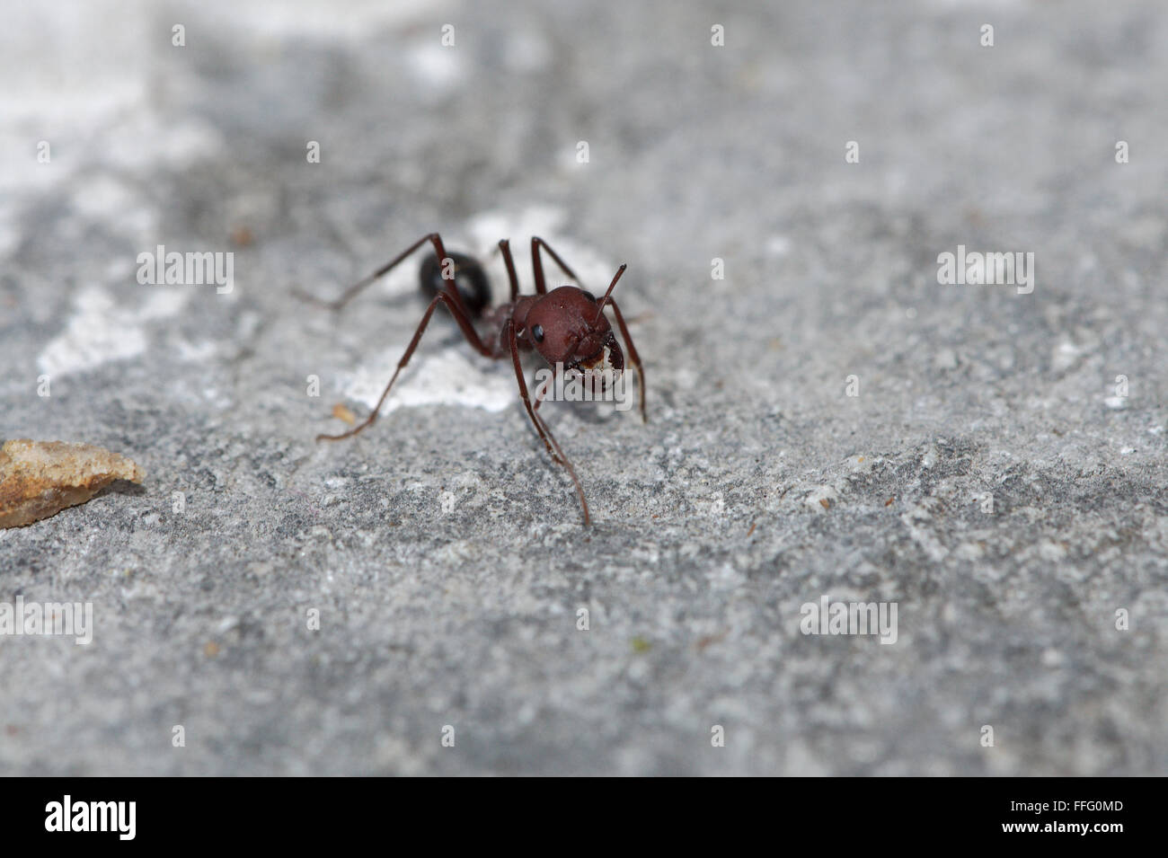 Desert ant hi-res stock photography and images - Alamy