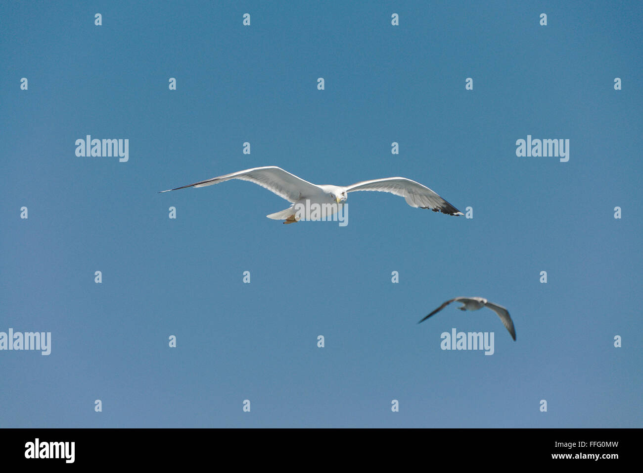 floating Seagull, playing with the Wind Stock Photo - Alamy