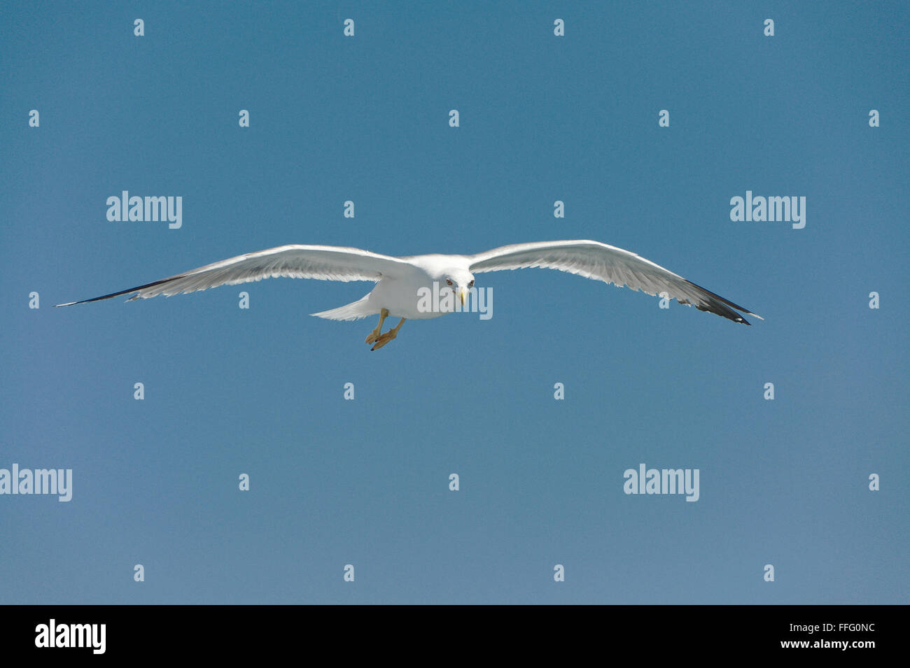 floating Seagull, playing with the Wind Stock Photo - Alamy