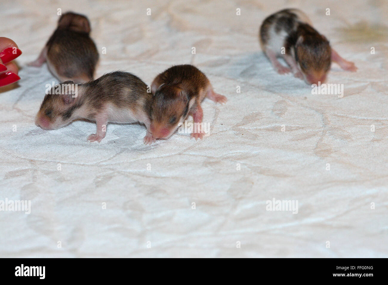 a few Days old Throw of Golden Hamster Stock Photo - Alamy