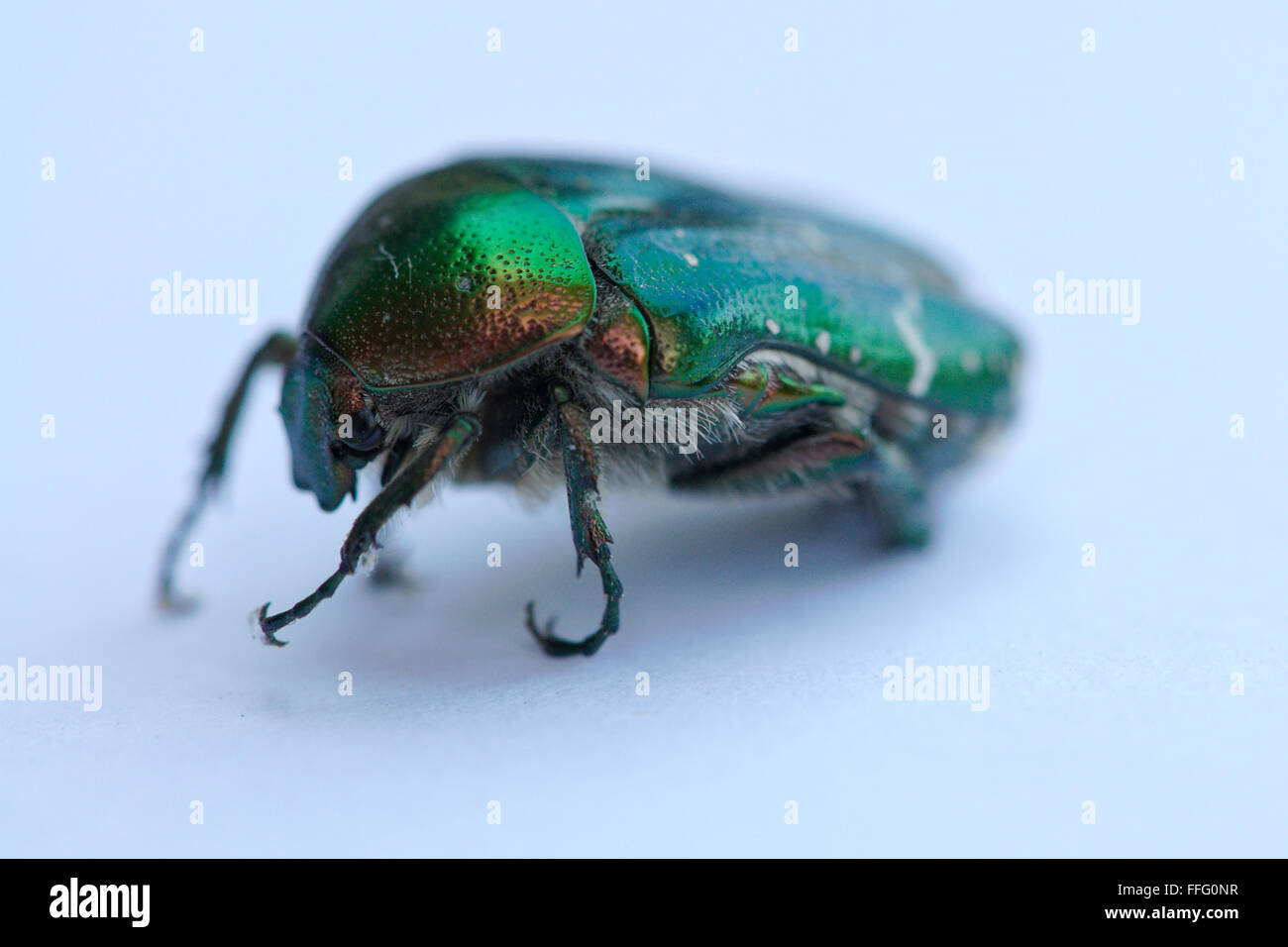 a dead Bug Stock Photo - Alamy