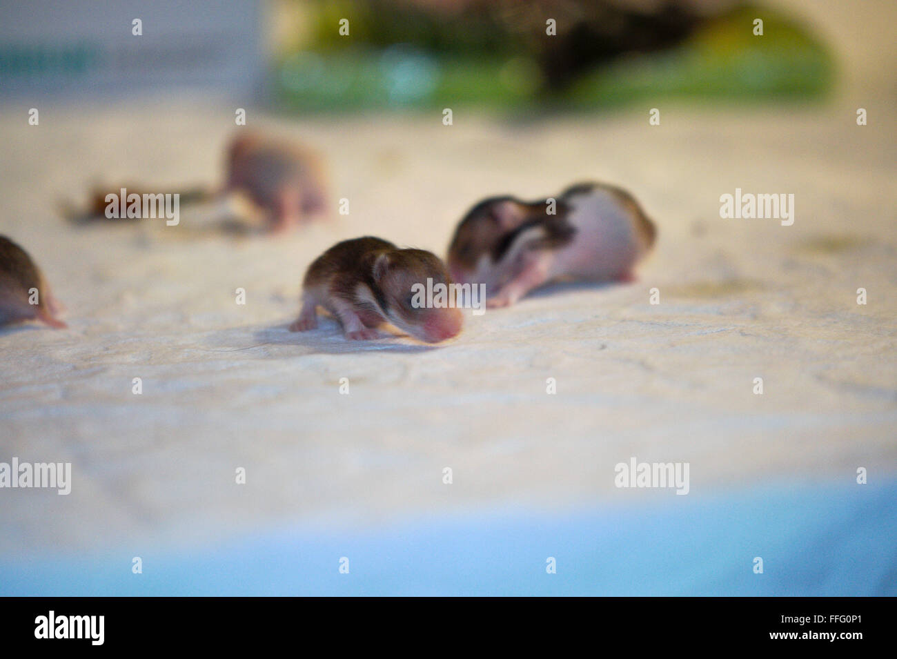 Golden hamster was hi-res stock photography and images - Alamy