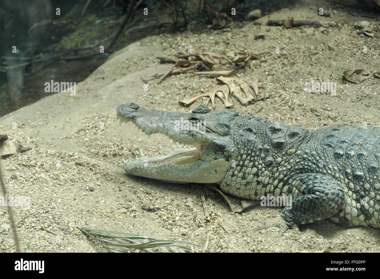 Crocodile krokodil hi-res stock photography and images - Alamy