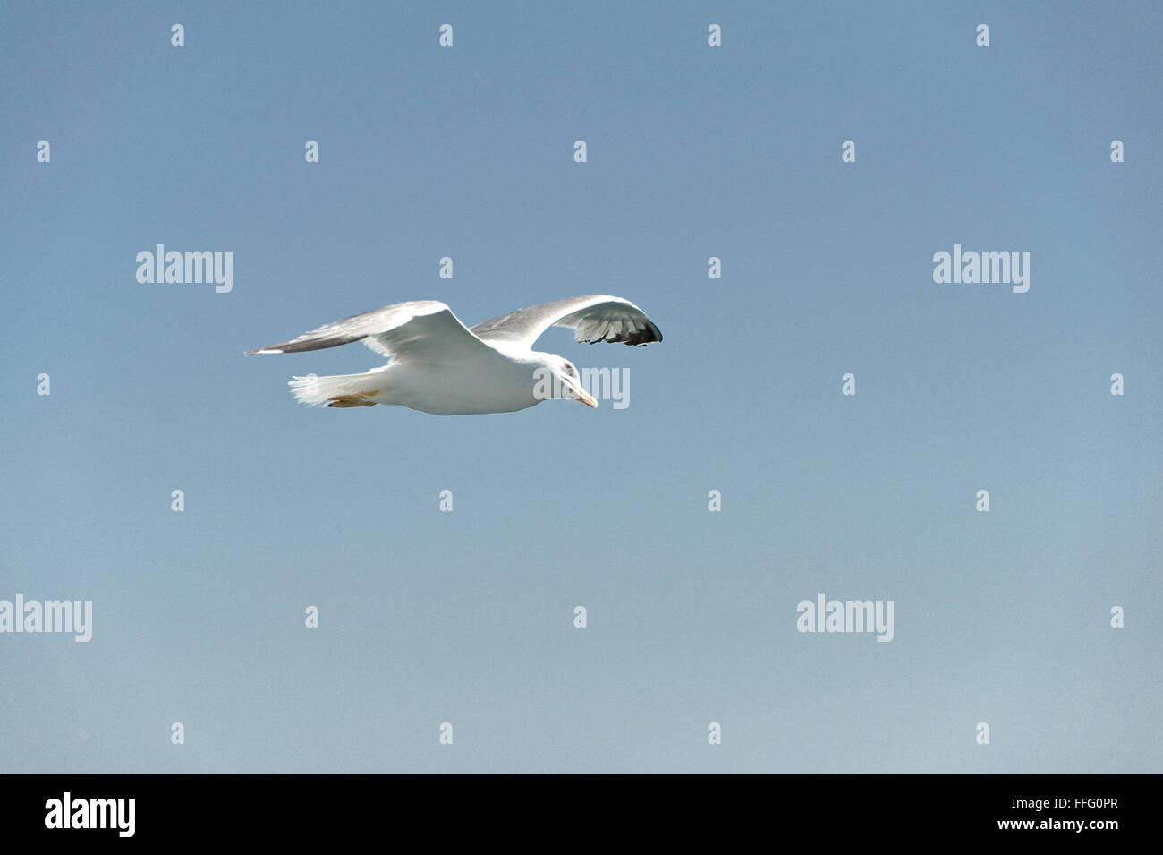 floating Seagull, playing with the Wind Stock Photo - Alamy