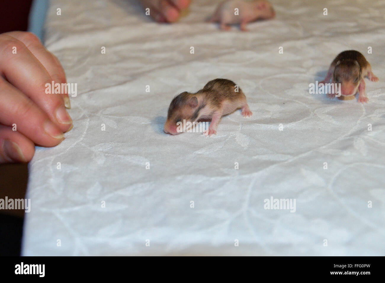 a few Days old Throw of Golden Hamster Stock Photo - Alamy