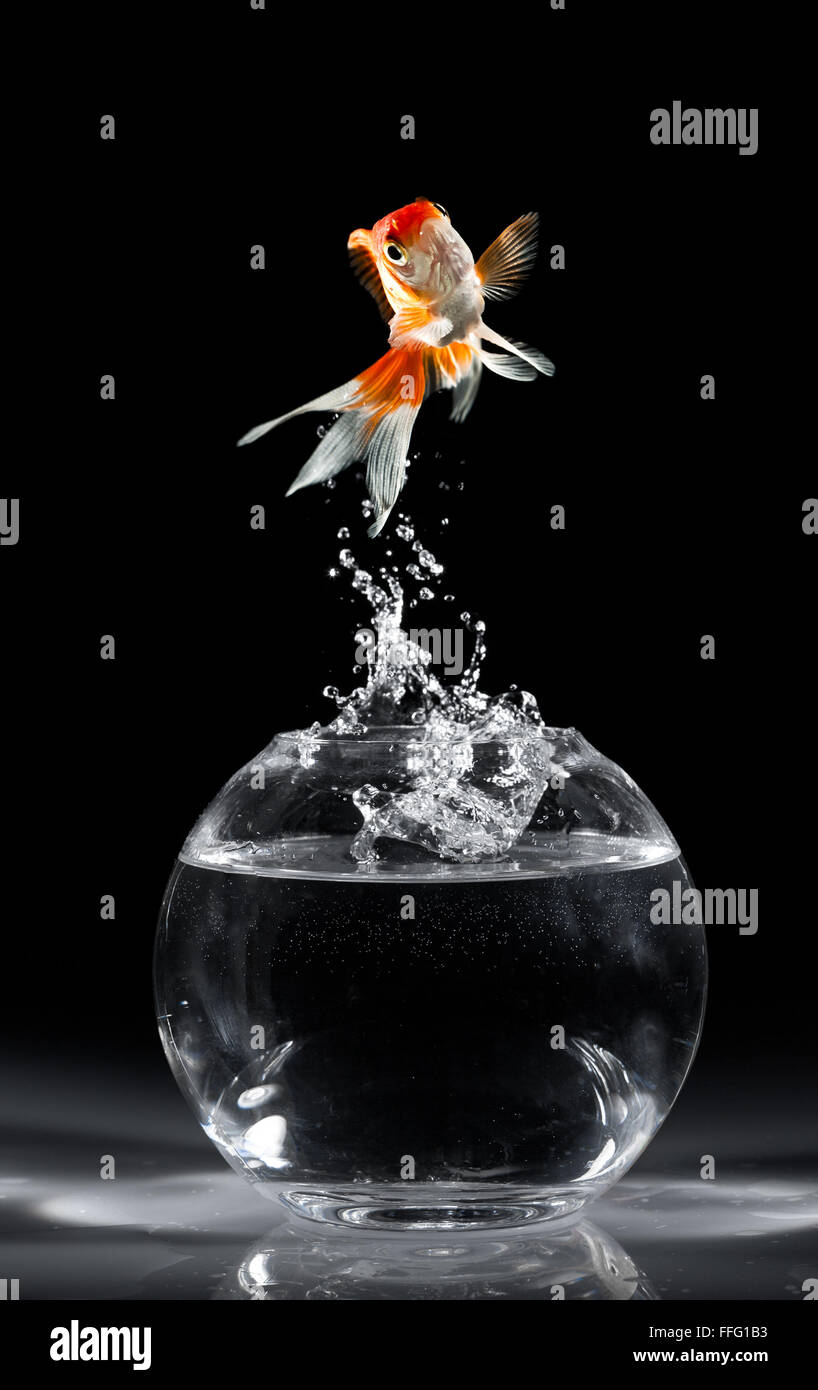 Goldfish jump aquarium water hi-res stock photography and images - Alamy