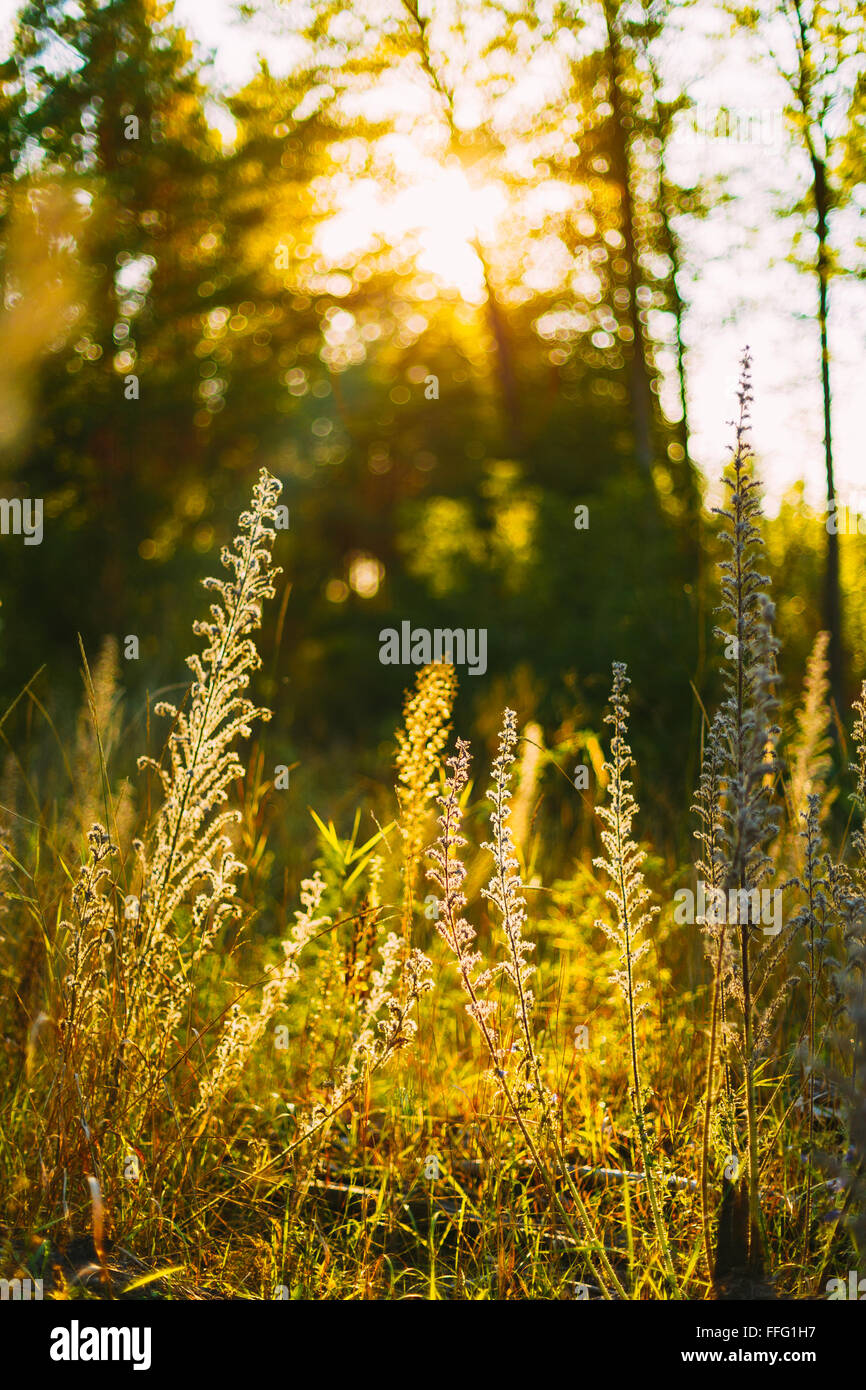 Spring wild plants grass On Meadow Close-Up With Bright Sunlight Stock ...