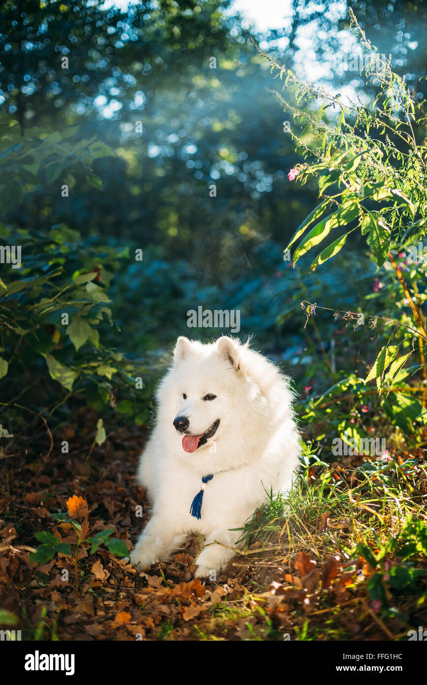 Happy samoyed hi-res stock photography and images - Alamy