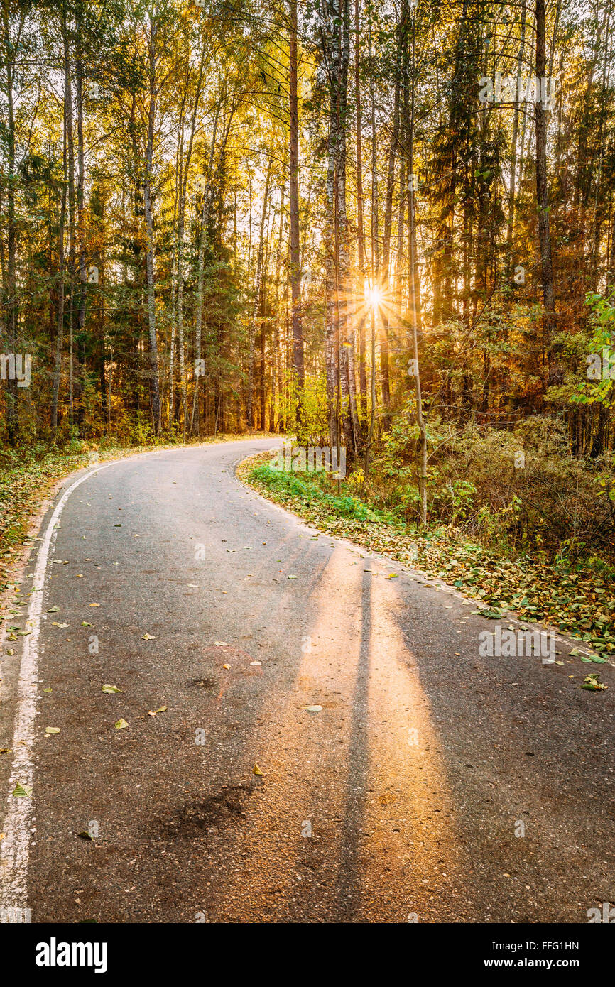 Winding asphalt road path walkway through autumn forest. Sunset sunrise ...