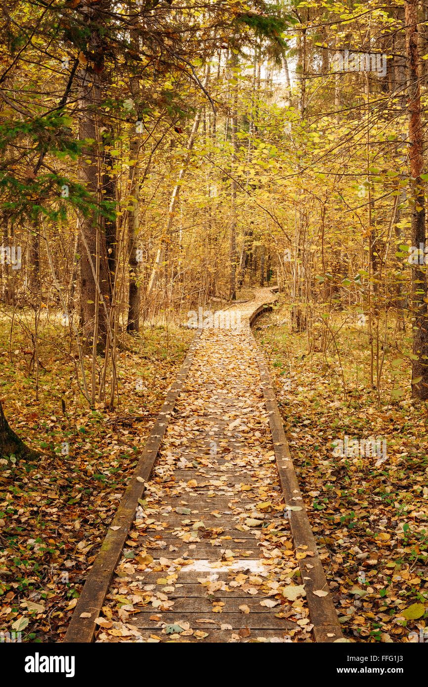 Plank wood pathway hi-res stock photography and images - Alamy