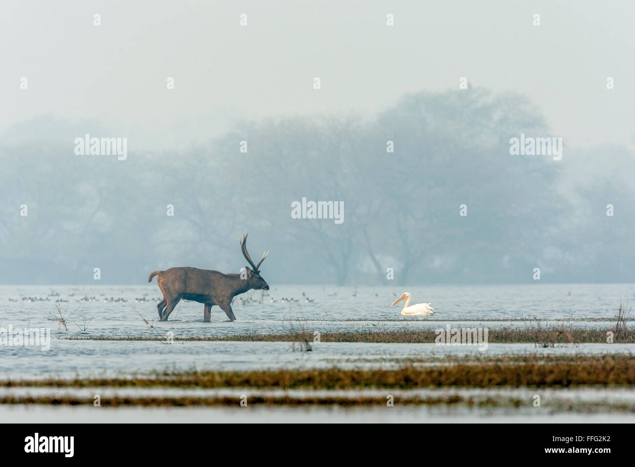 Sambar deer and Great White Pelican ( Pelecanus onocrotalus ) in the ...