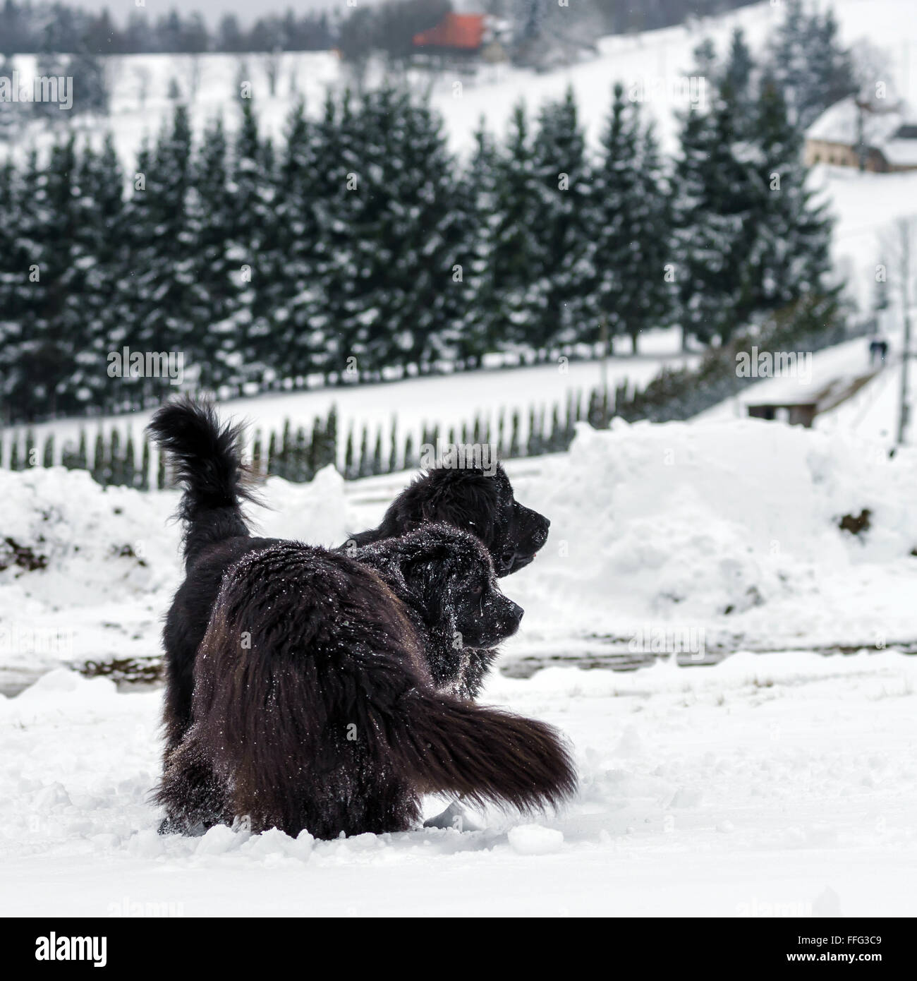 Two black water-dogs playing in snow, season specific Stock Photo - Alamy