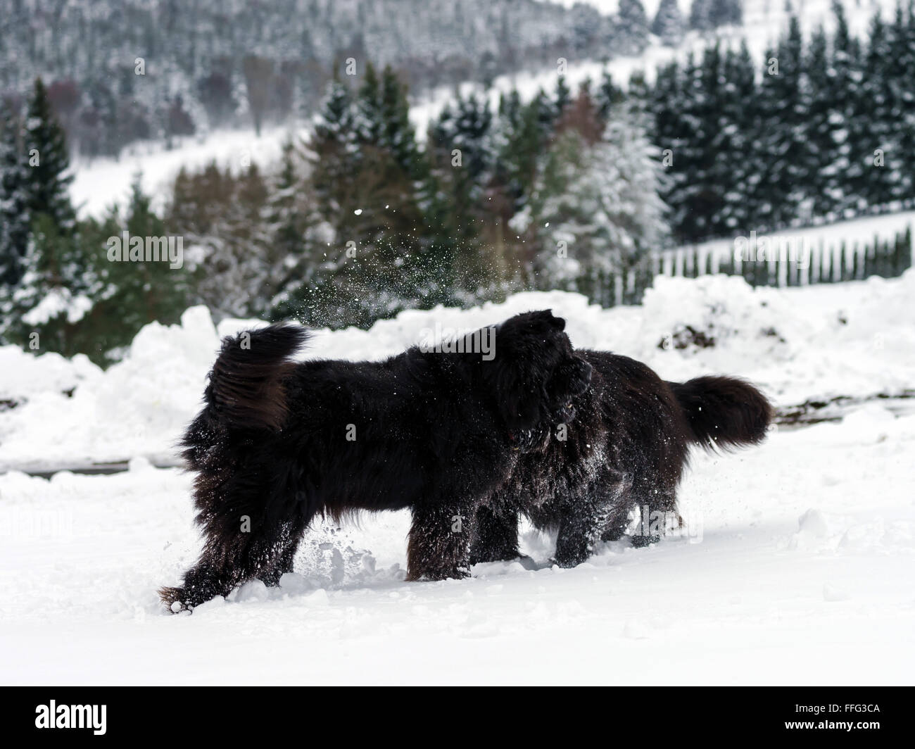 Two black water-dogs playing in snow, season specific Stock Photo - Alamy