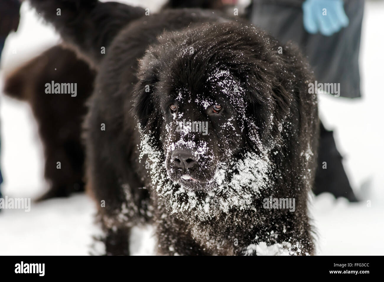Beautiful big newfondlander dog in snow portrait Stock Photo - Alamy