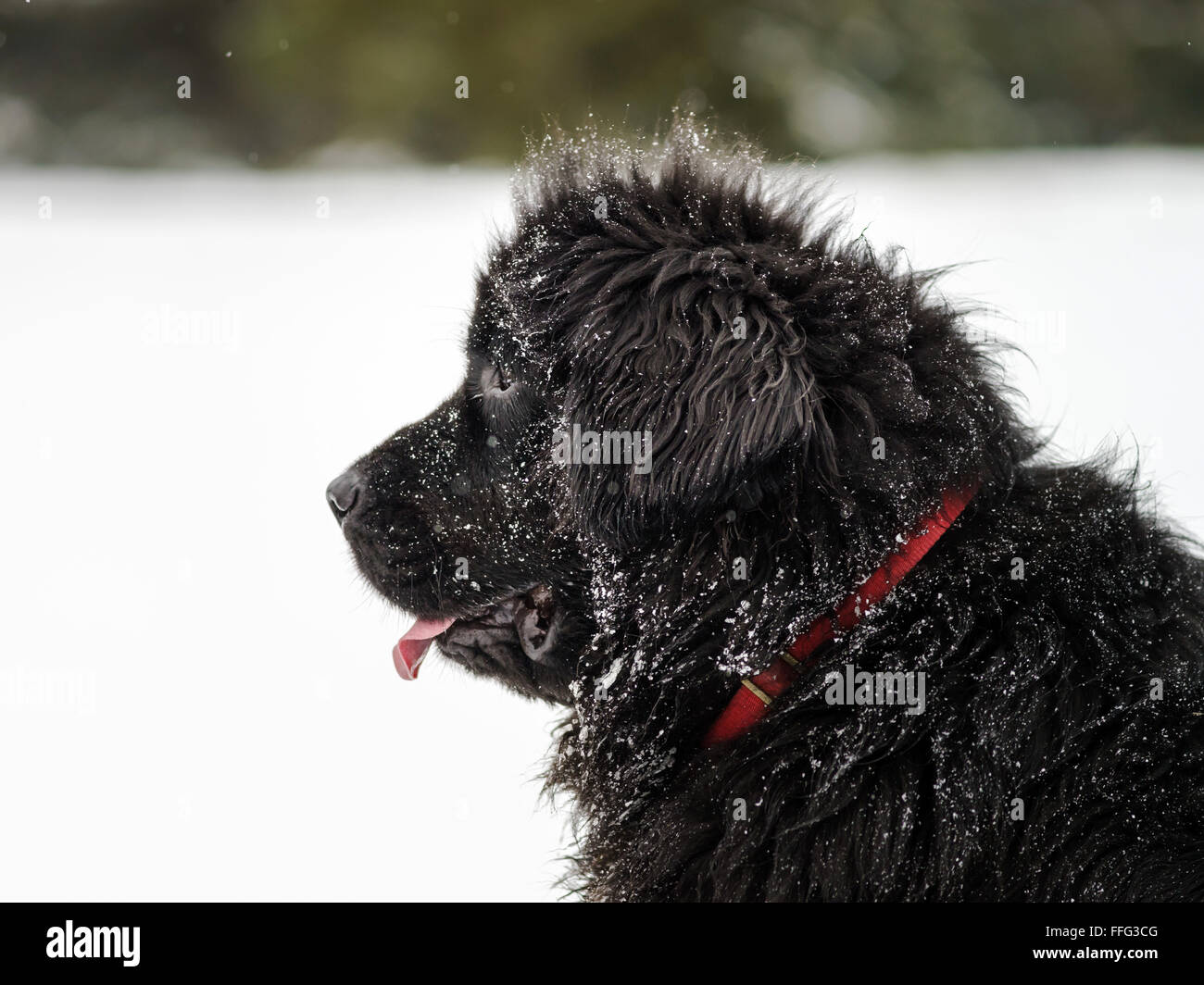 Beautiful big newfondlander dog in snow portrait Stock Photo - Alamy