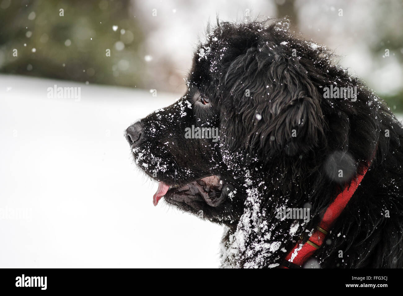 Beautiful big newfondlander dog in snow portrait Stock Photo - Alamy