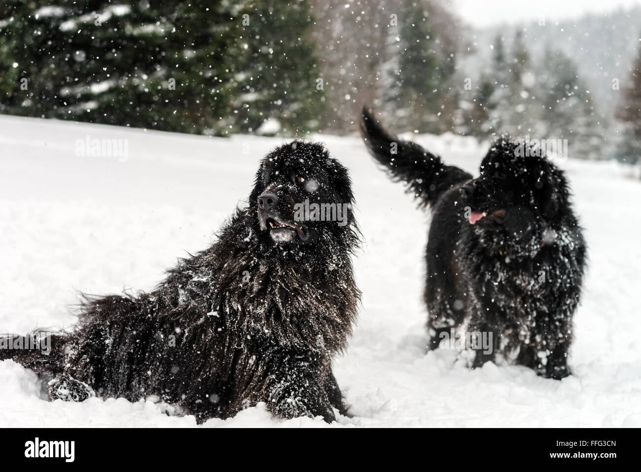 Two black water-dogs playing in snow, season specific Stock Photo - Alamy
