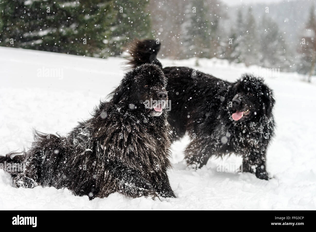 Two black water-dogs playing in snow, season specific Stock Photo - Alamy