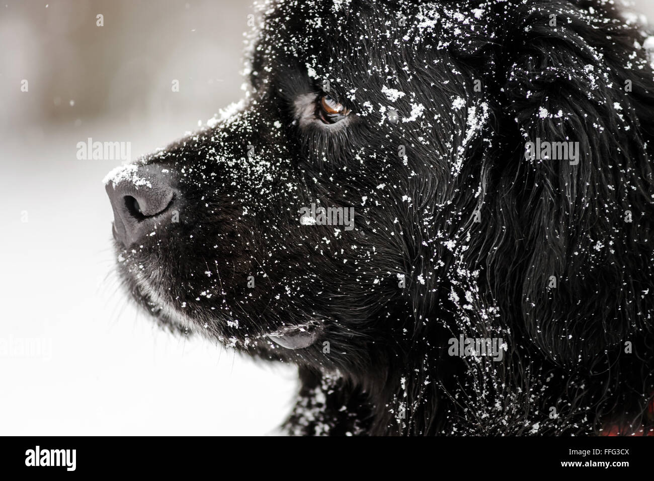 Beautiful big newfondlander dog in snow portrait Stock Photo - Alamy