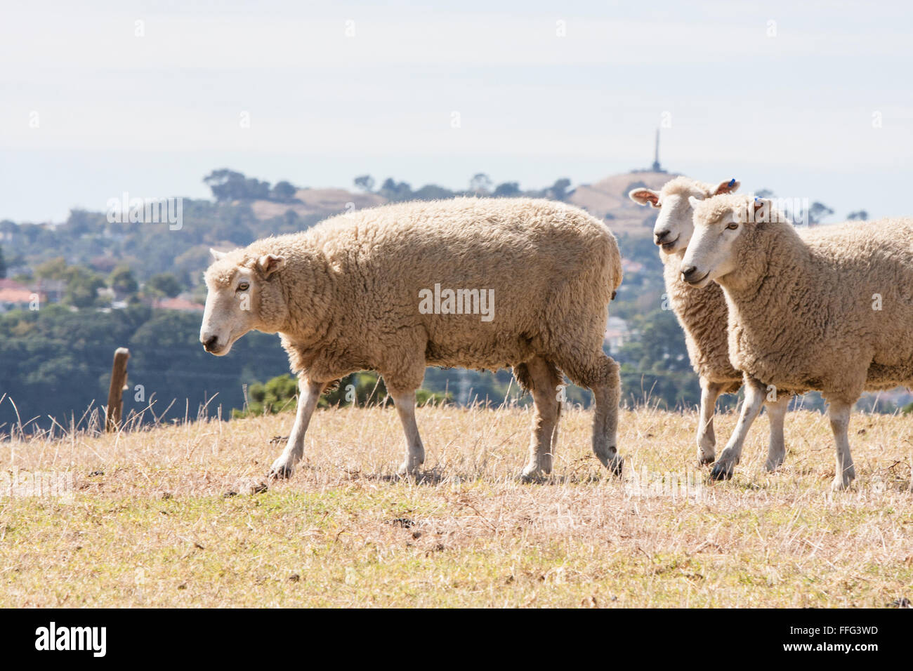 Sheep at Ambury Farm Regional Park,Auckland Stock Photo - Alamy