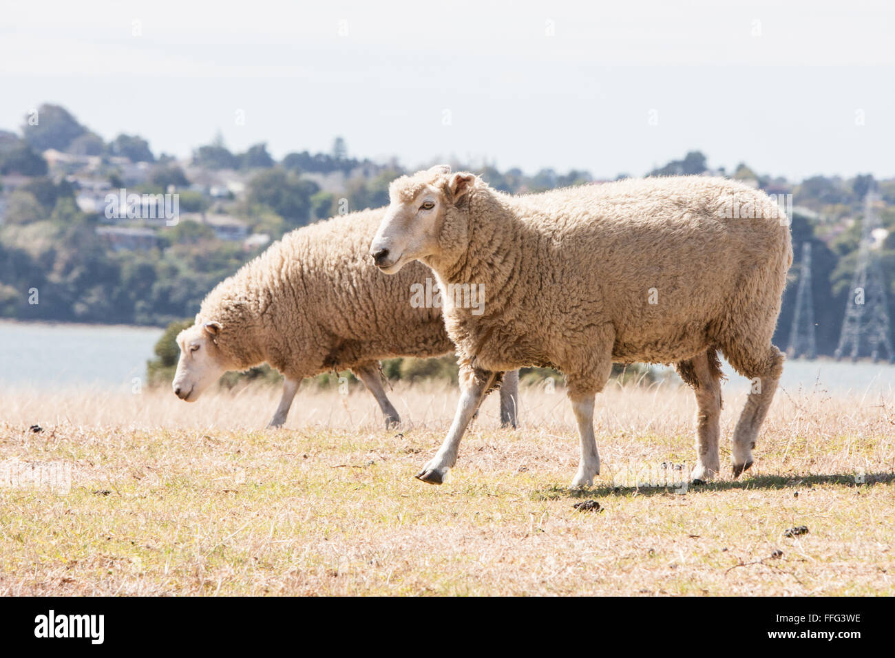 Sheep at Ambury Farm Regional Park,Auckland Stock Photo - Alamy