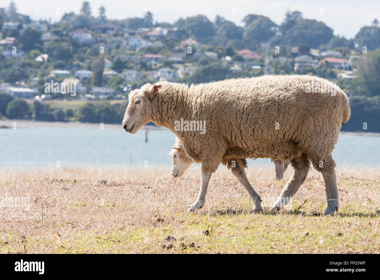 Sheep island viewpoint hi-res stock photography and images - Alamy