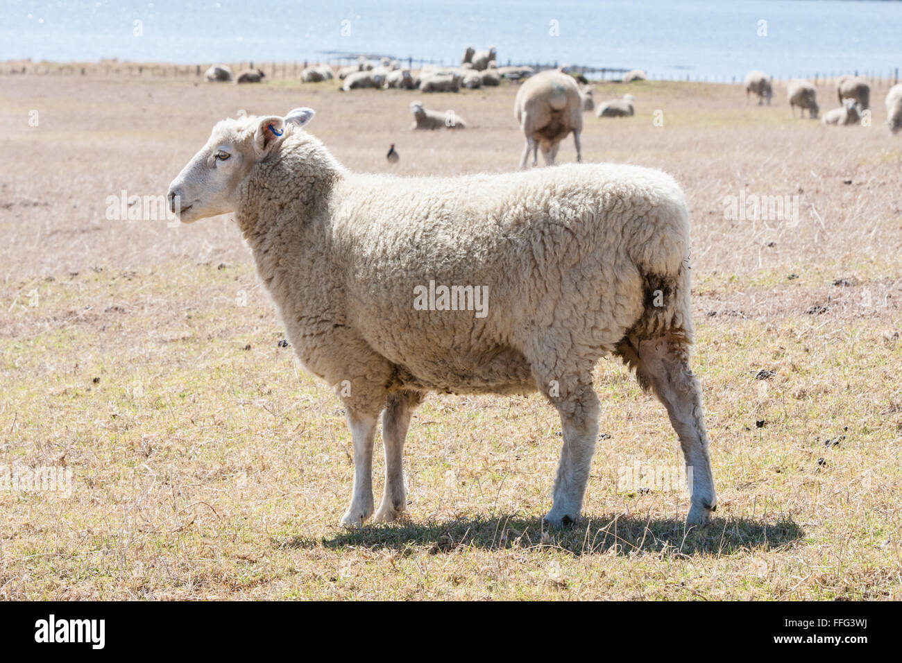New zealand maori hands hi-res stock photography and images - Alamy