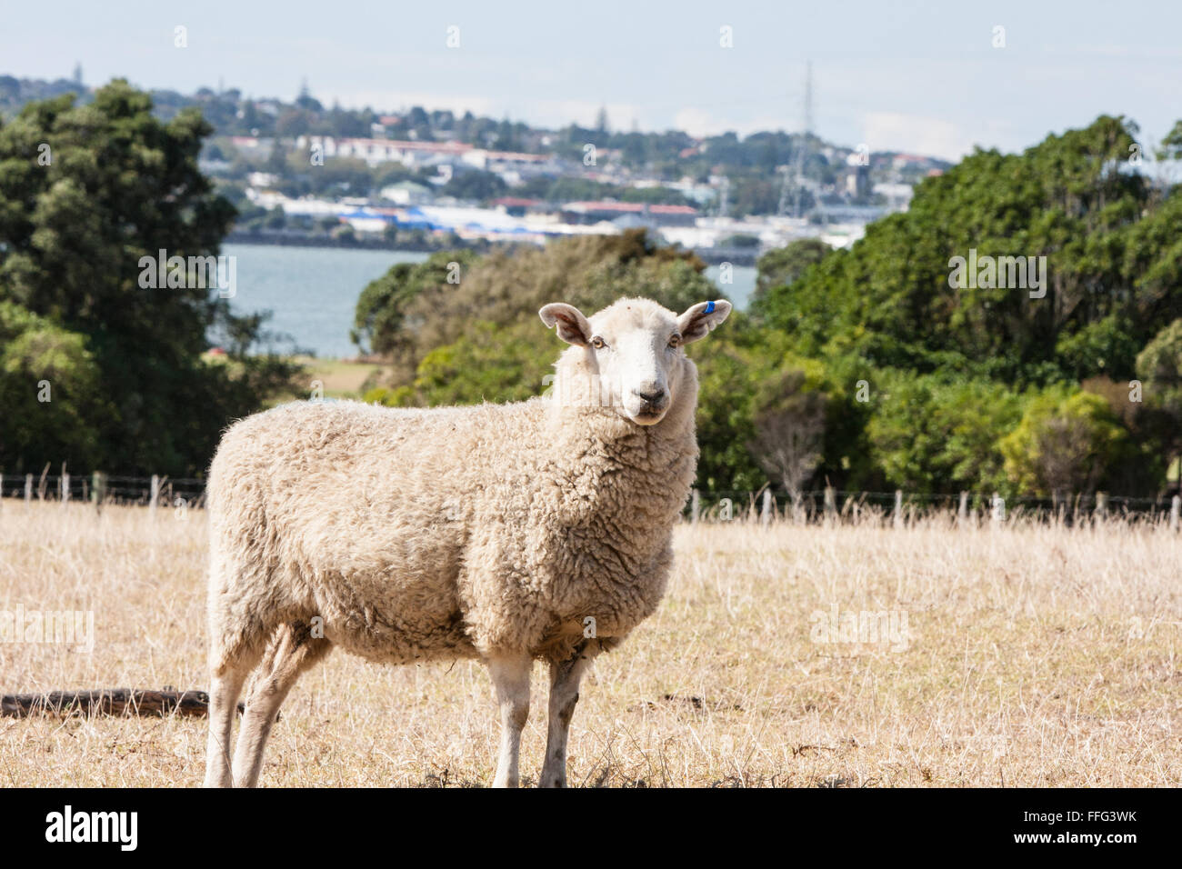 Sheep at Ambury Farm Regional Park,Auckland Stock Photo - Alamy